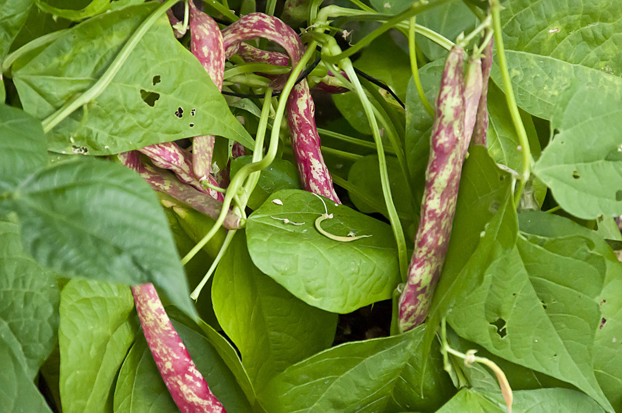 Sabzavot loviyasi - AGRO.UZ