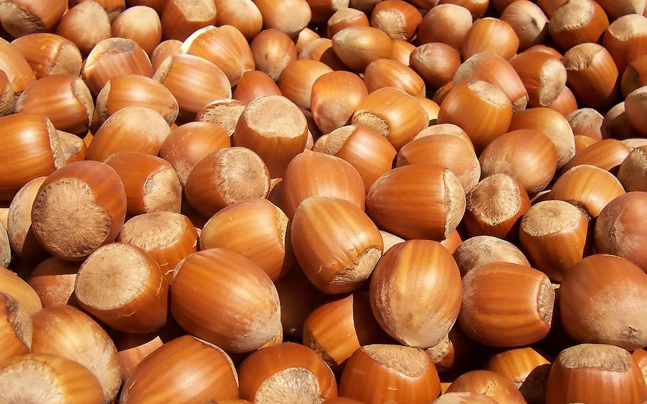 Funduk - AGRO.UZ