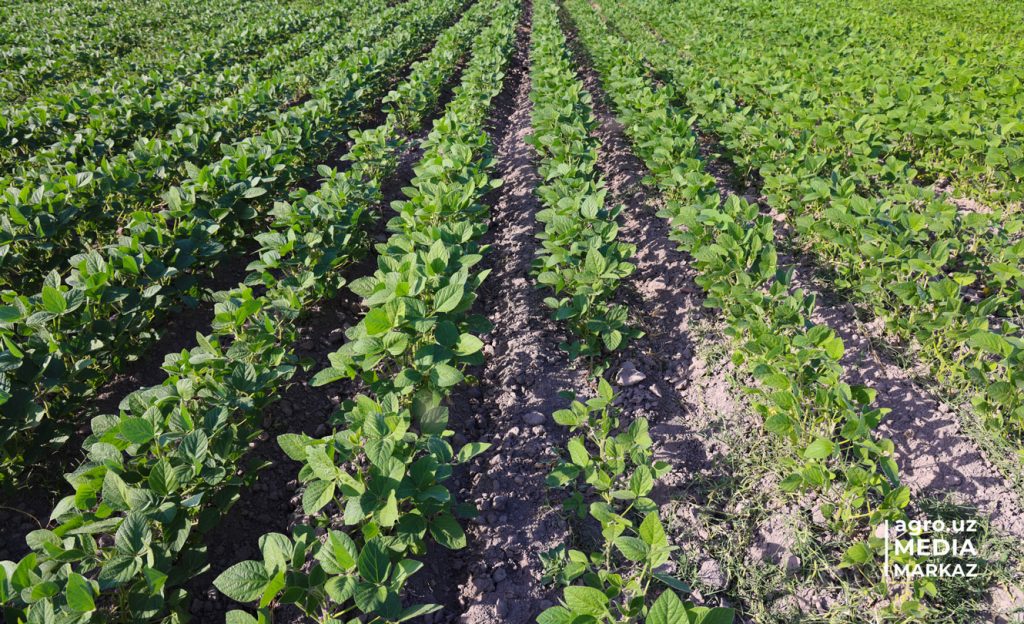 Soya - AGRO.UZ