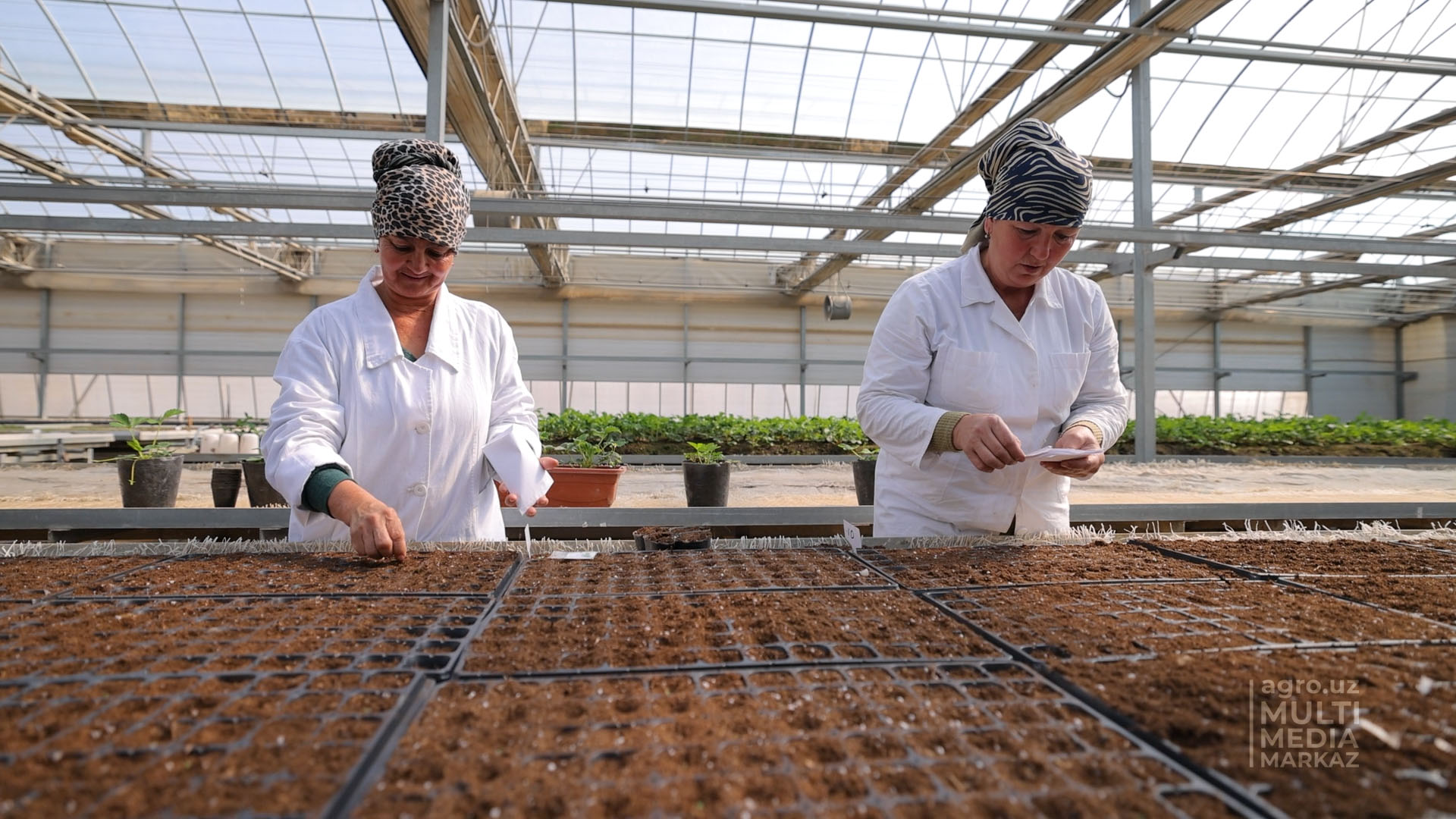 Sabzavot va poliz ekinlari urug‘larining yuqori sifatini qanday ta ...