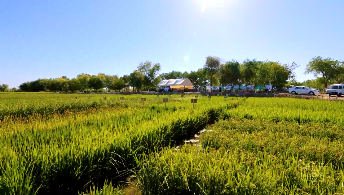 XORIJIY VA YANGI MAHALLIY SHOLI NAVLARI XORAZM SINOV TAJRIBA ...