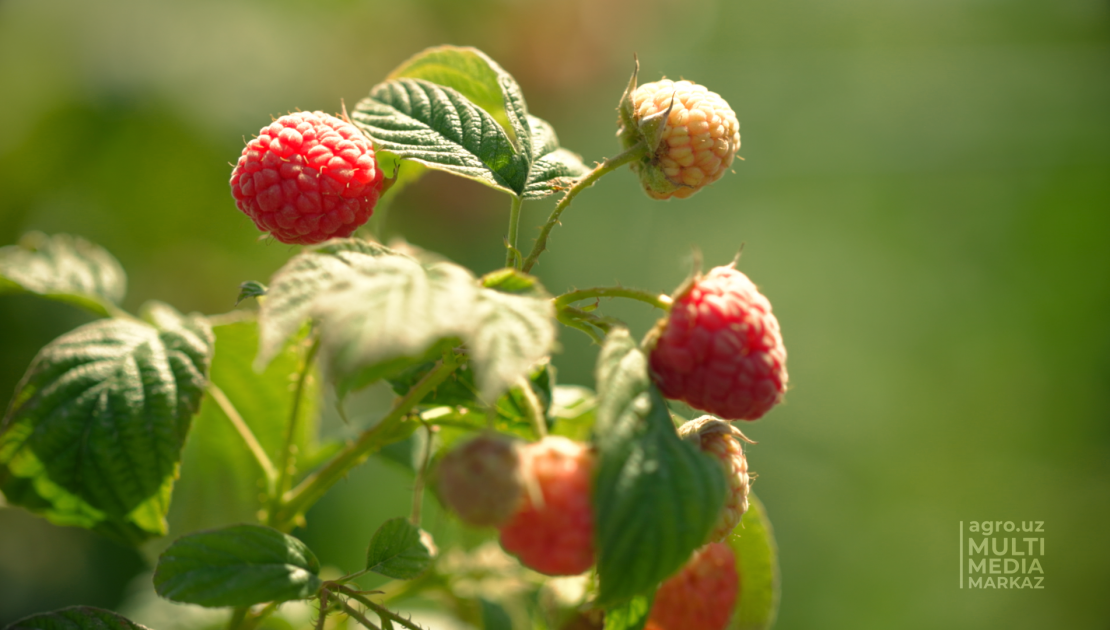 REZAVOR MEVALAR ICHIDA ATROFGA ENG MOSLASHUVCHAN MALINA - AGRO.UZ
