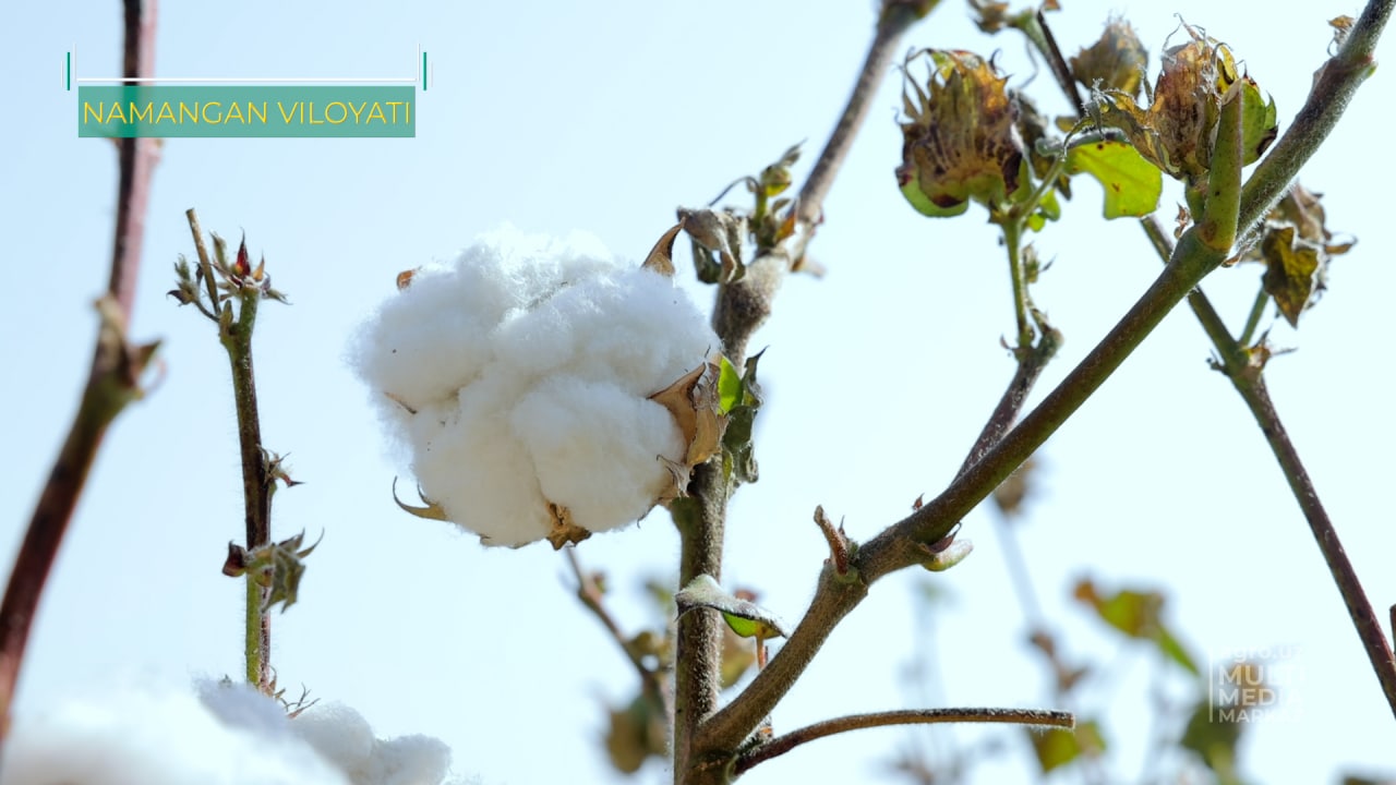 O‘ZBEKISTONDA PAXTA YIG‘IM-TERIMI DAVOM ETMOQDA - AGRO.UZ