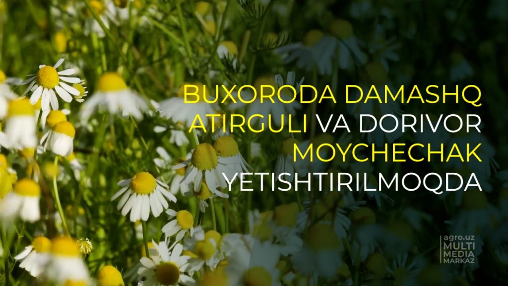 BUXORODA DAMASHQ ATIRGULI VA DORIVOR MOYCHECHAK YETISHTIRILMOQDA - AGRO.UZ