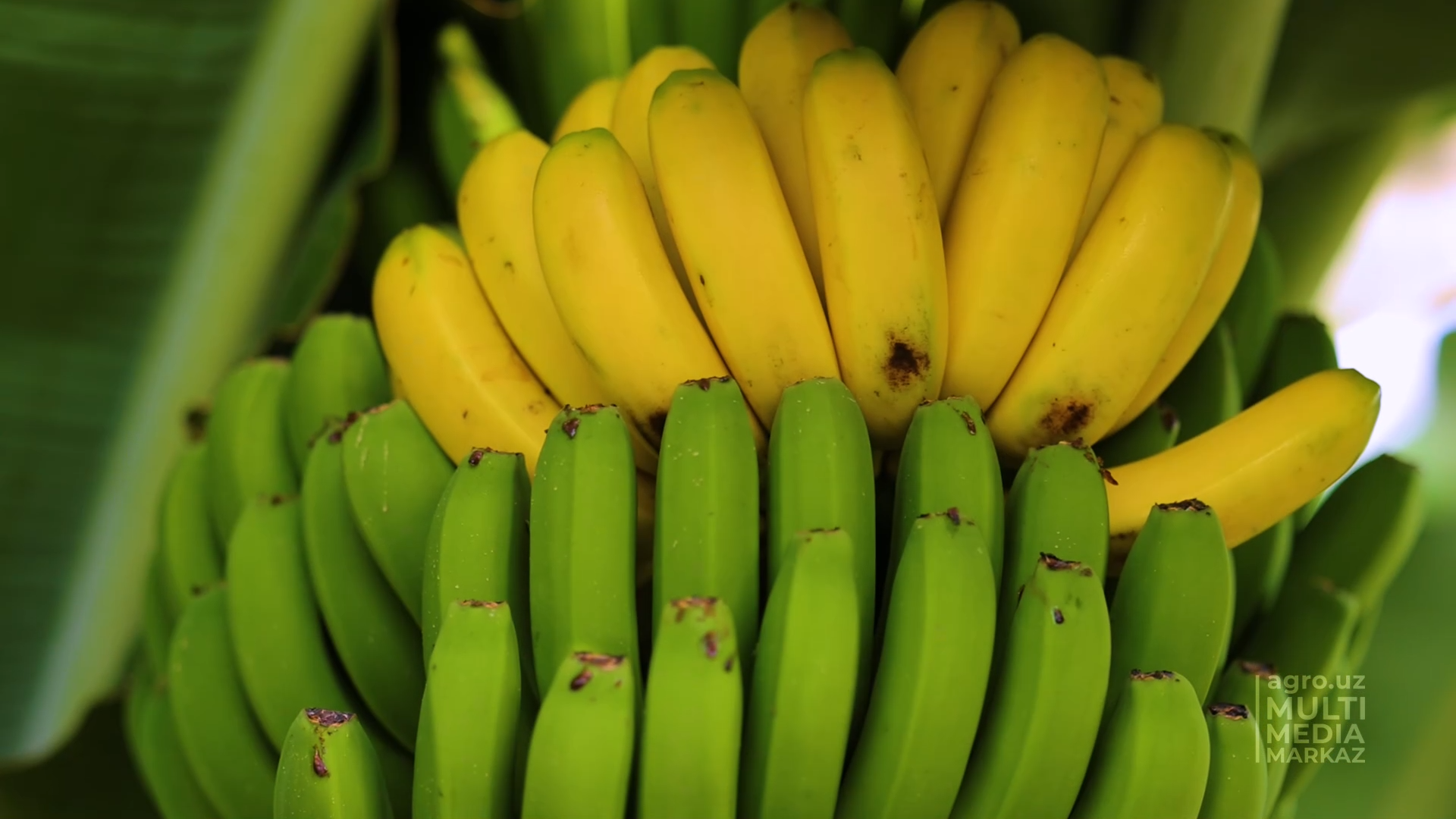 BANAN: FOYDALI VA SERHOSIL MEVA - AGRO.UZ BANAN: FOYDALI VA SERHOSIL MEVA - AGRO.UZ