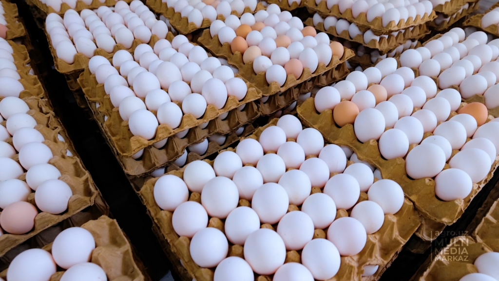 TOVUQ TUXUMLARI VA TOVUQLAR HAQIDA: O’NTA QIZIQARLI FAKT - AGRO.UZ