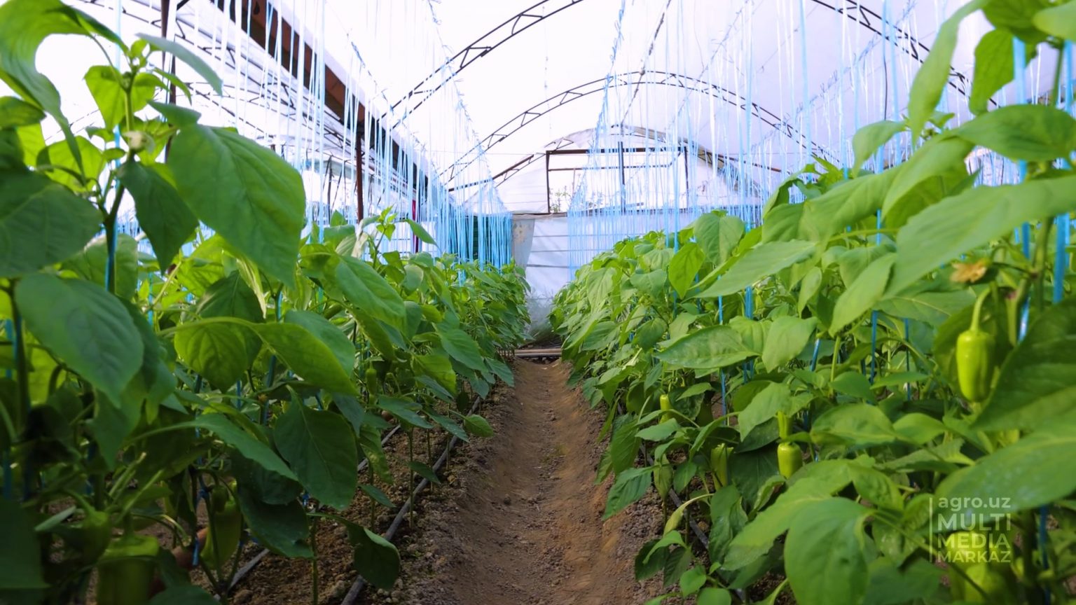 BULG‘OR QALAMPIRINING NARXI NEGA OSHIB KETDI? - AGRO.UZ