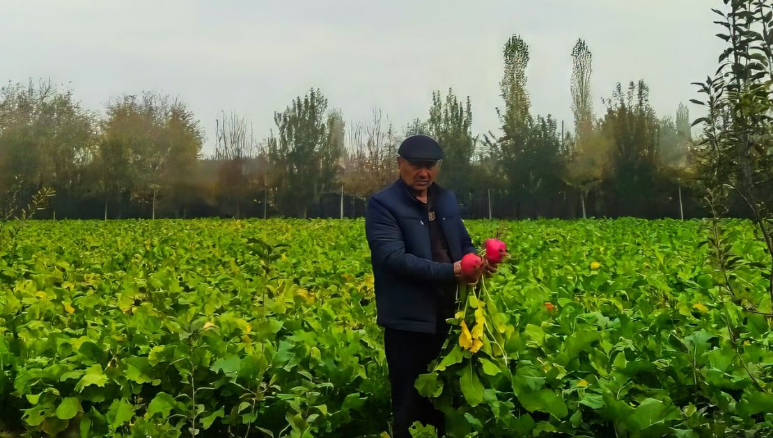 Tomorqa — daromad manbai - AGRO.UZ