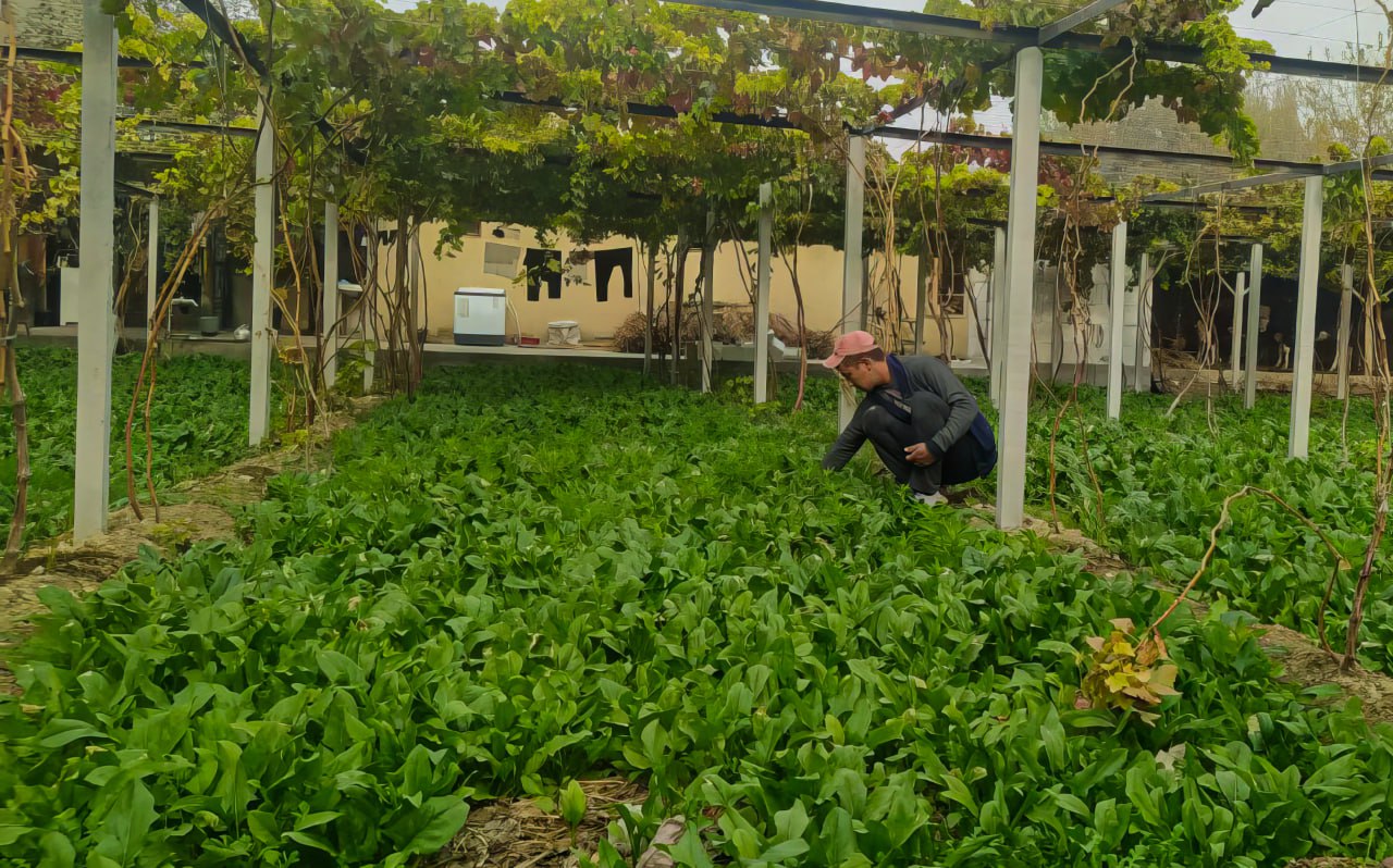 Tomorqa — daromad manbai - AGRO.UZ