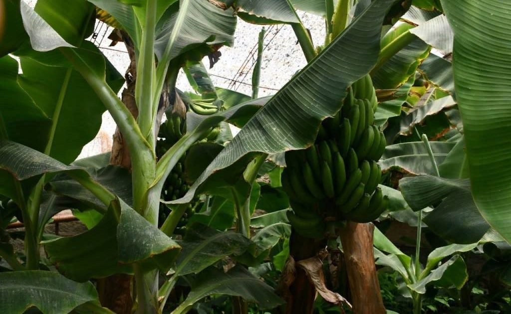 Tomorqa yuqori daromad manbai - AGRO.UZ